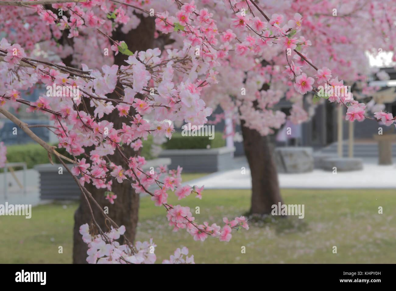 Japanese Mock Tree High Resolution Stock Photography and Images - Alamy