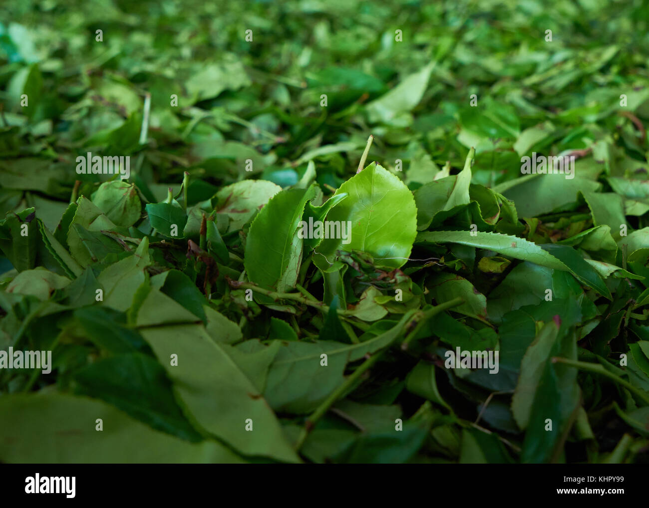 Tea withering process at a tea plantation in Kandy, Sri Lanka Stock ...