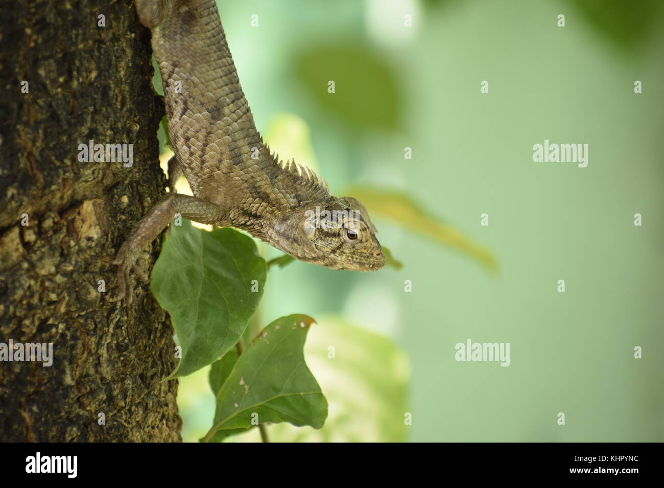 Solo lizard hi-res stock photography and images - Alamy