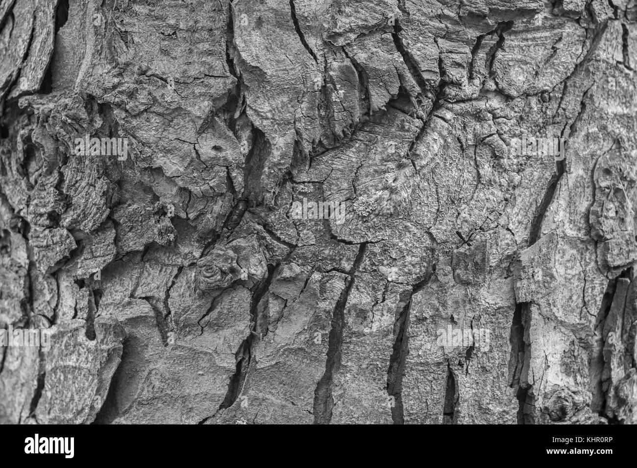 Abstract Tree Photography