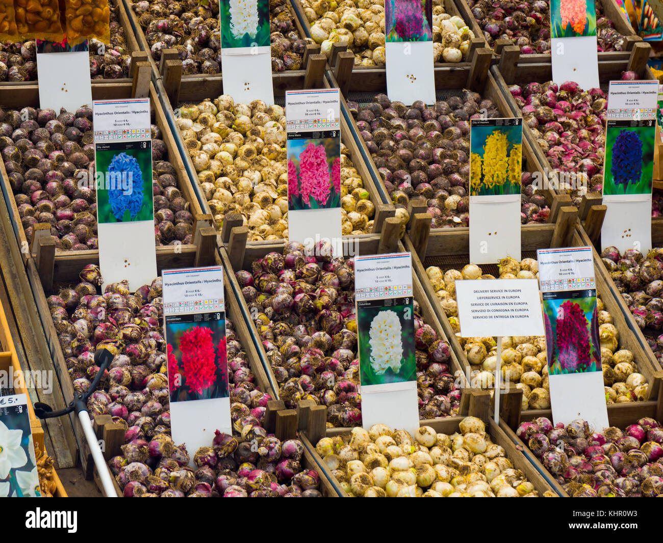 Bulb flower seeds hi-res stock photography and images - Alamy