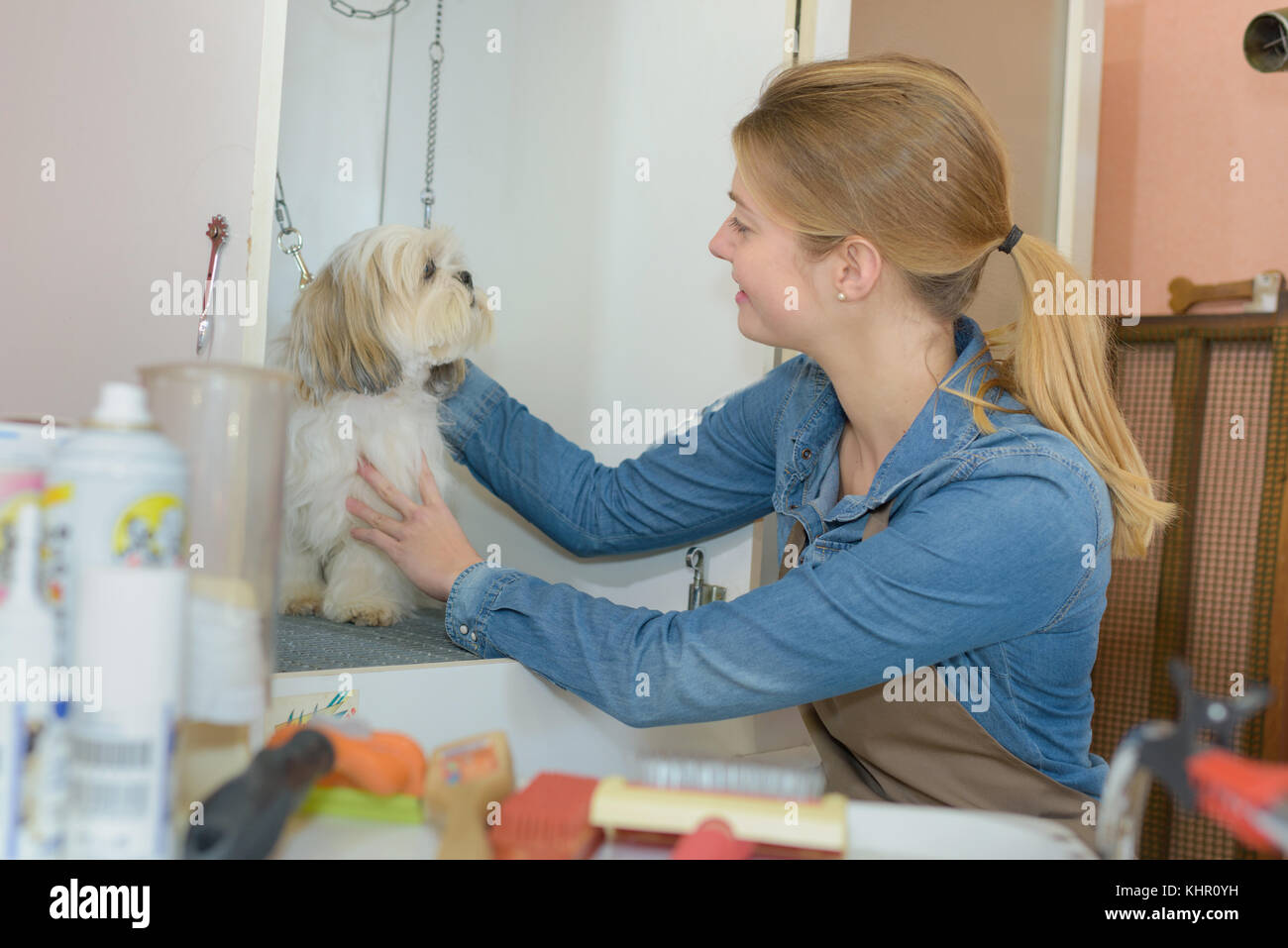 cute little dog at groomer salon Stock Photo - Alamy