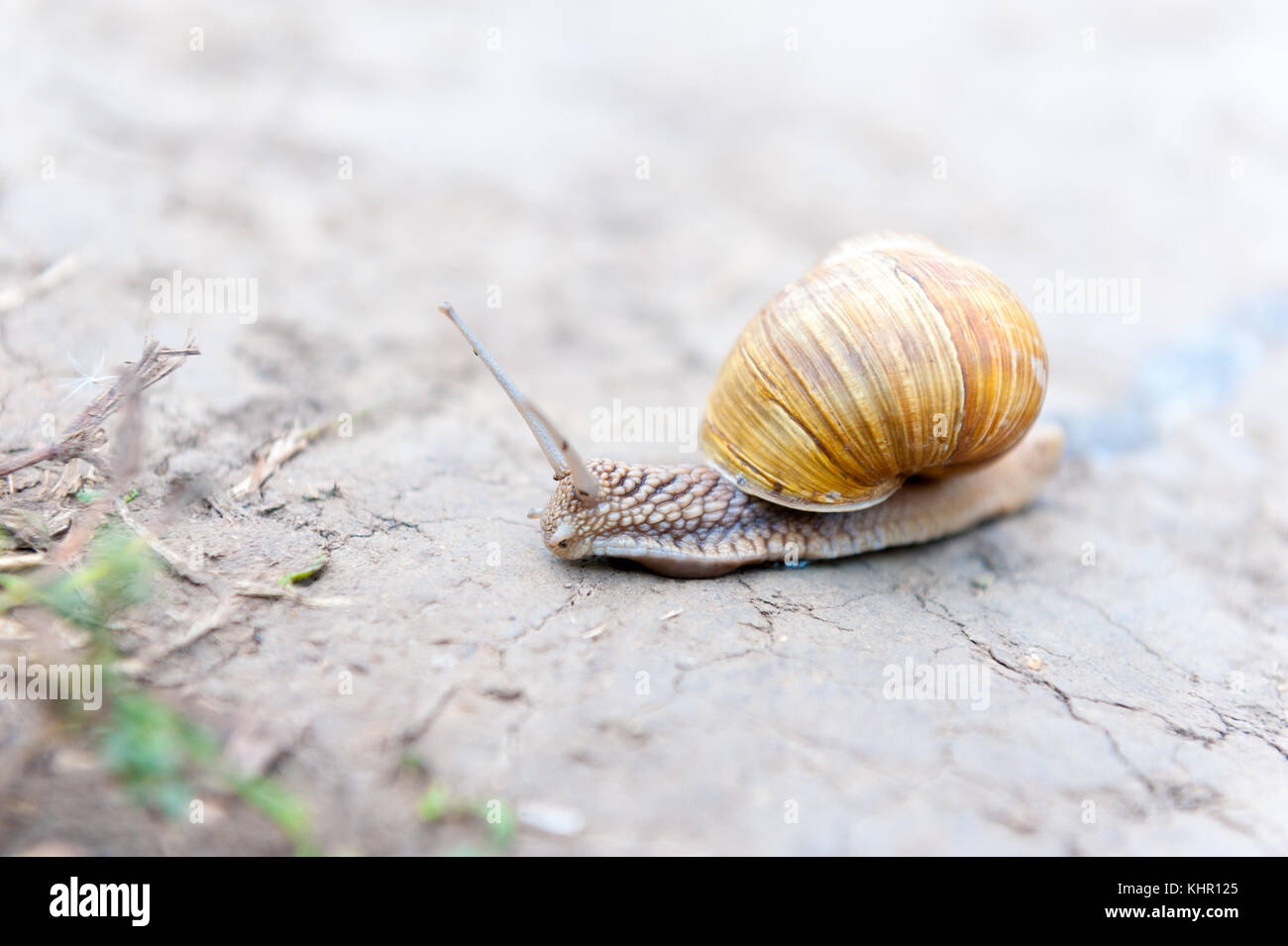 Snail crawling on the path Stock Photo - Alamy