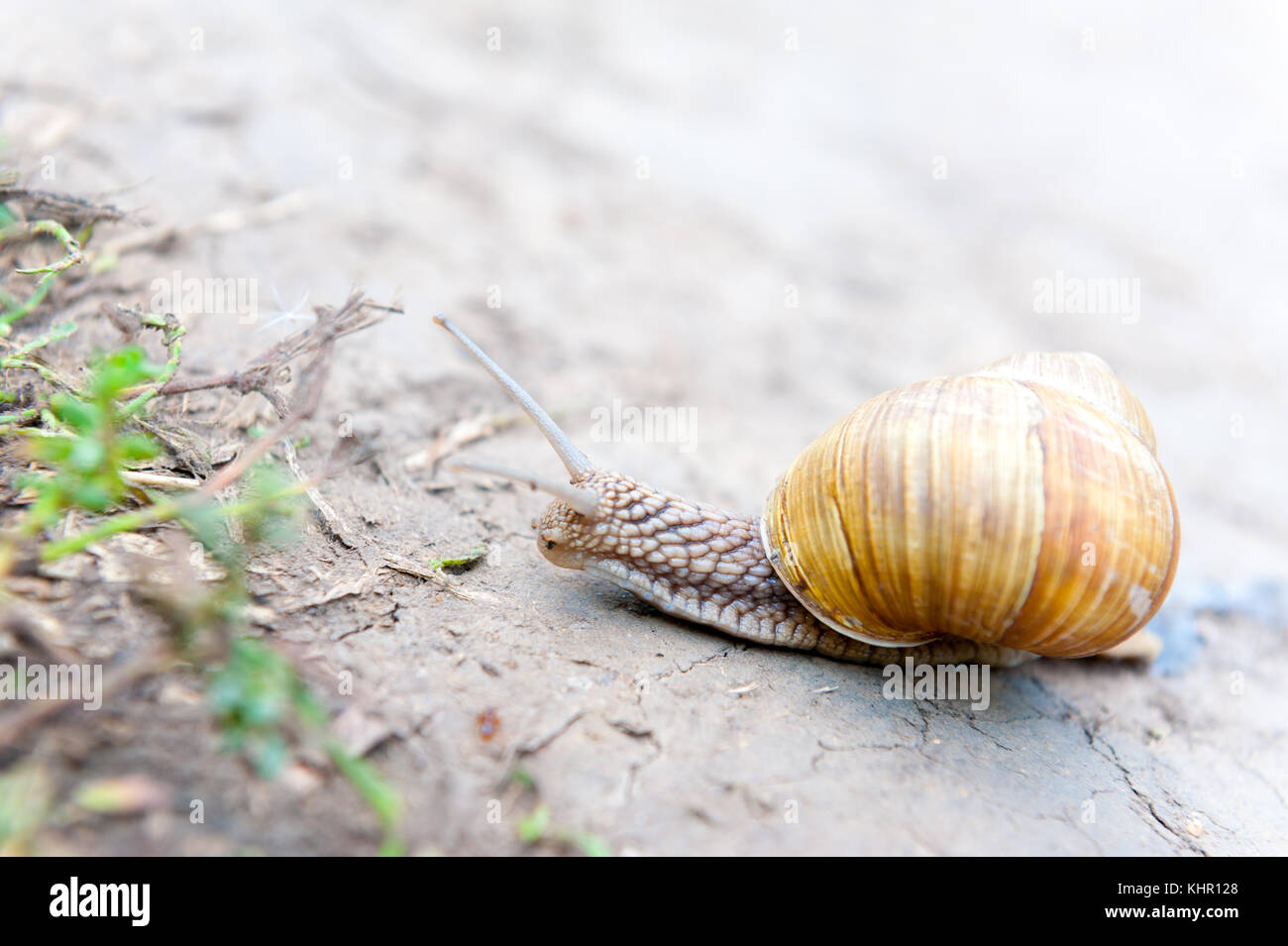 Snail crawling on the path Stock Photo - Alamy