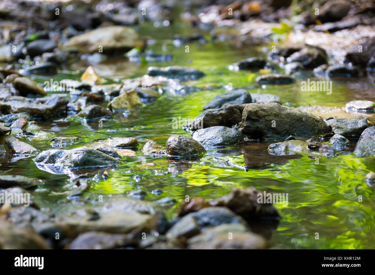 Mountain forest stream Stock Photo - Alamy