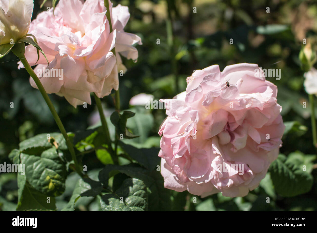 Two pink rose flowers close hi-res stock photography and images - Alamy