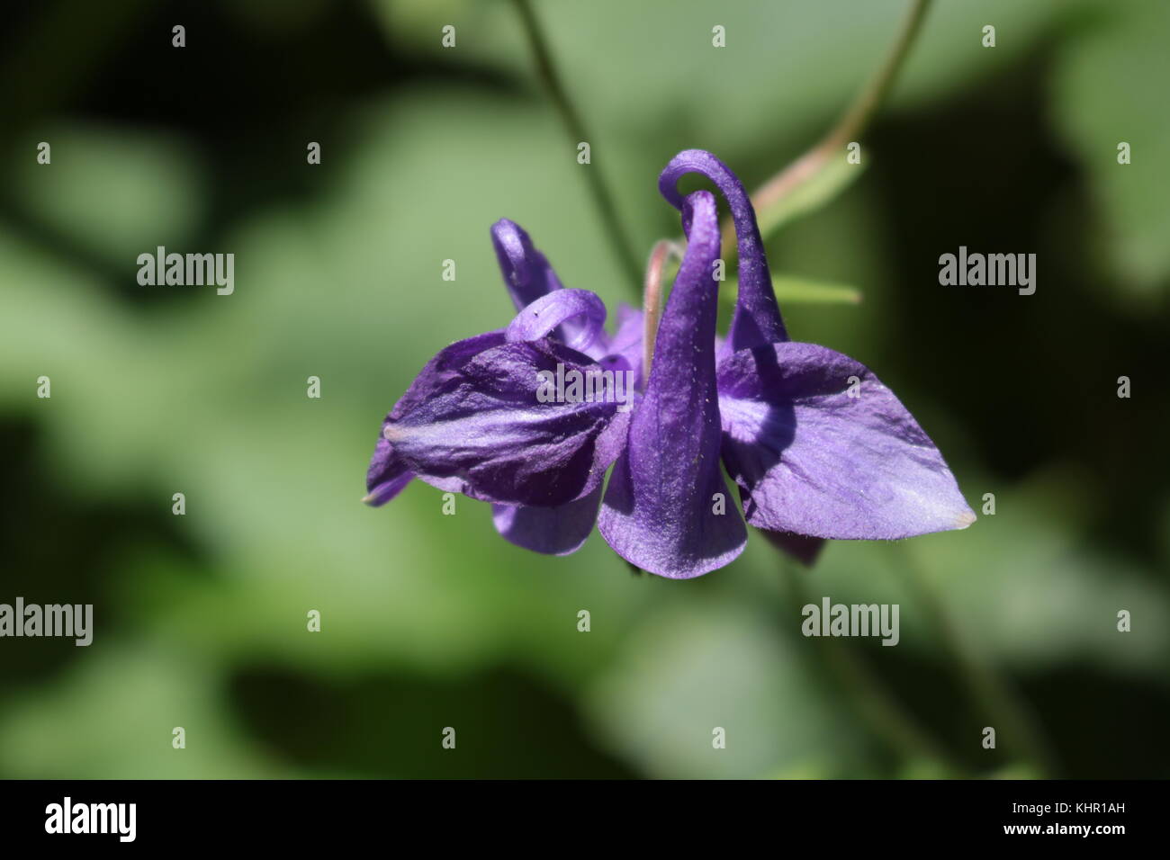 Pretty purple flower hi-res stock photography and images - Alamy