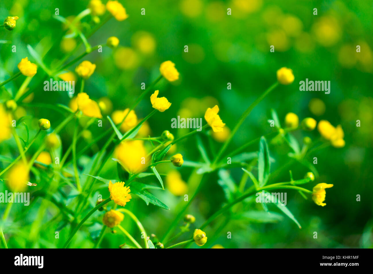 Small yellow flowers Stock Photo - Alamy