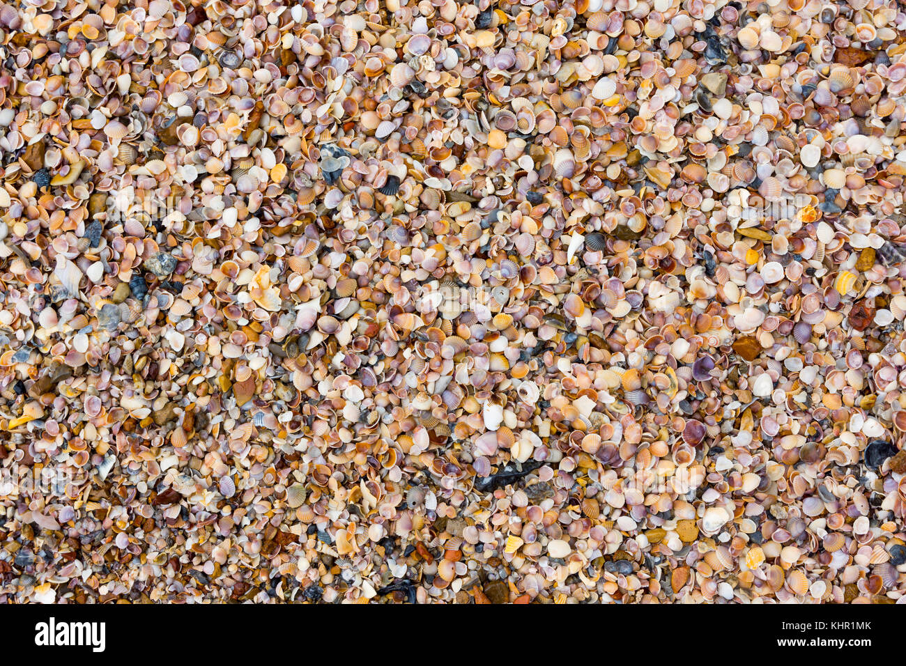 Shells on a beach background Stock Photo - Alamy