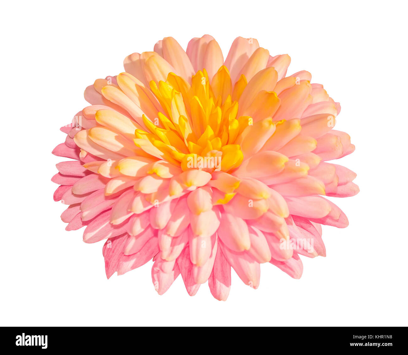 Single chrysanthemum golden-daisy flower head isolated on white ...