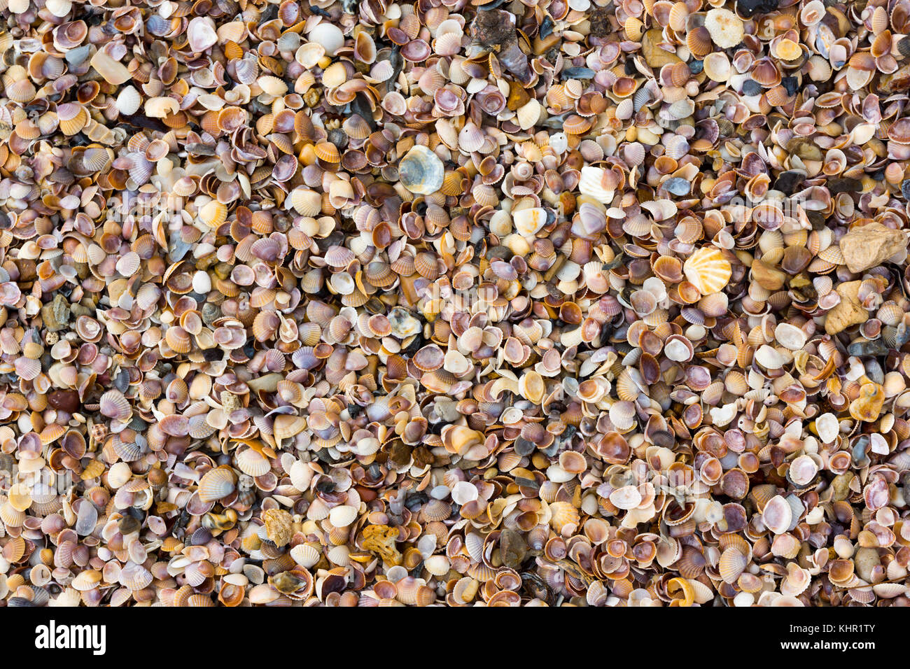 Shells on a beach background Stock Photo - Alamy
