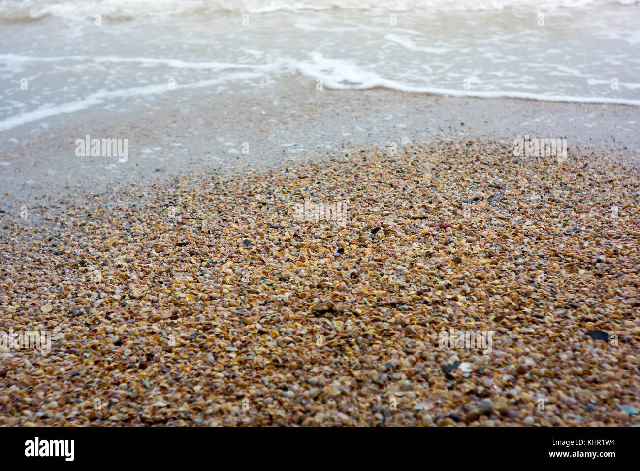 Shells on a beach background Stock Photo - Alamy