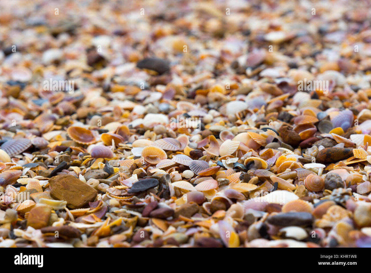 Shells on a beach background Stock Photo - Alamy