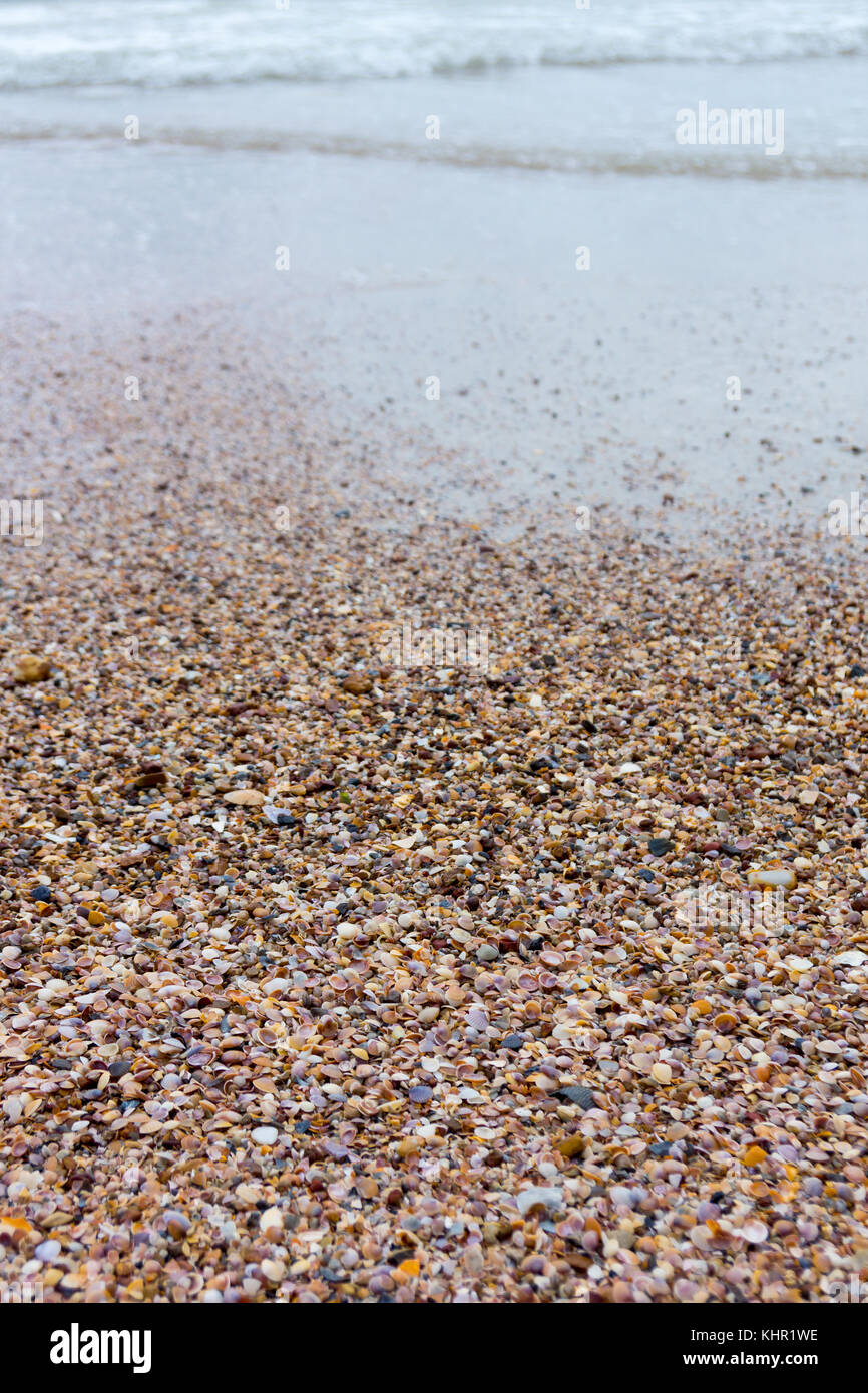 Shells on a beach background Stock Photo - Alamy