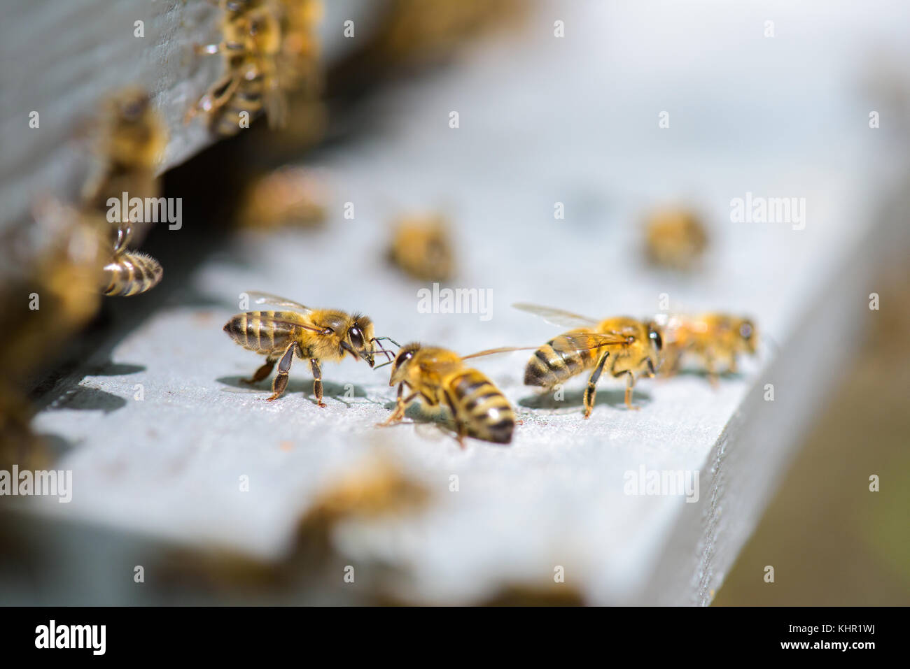 Beehive on legs hi-res stock photography and images - Alamy