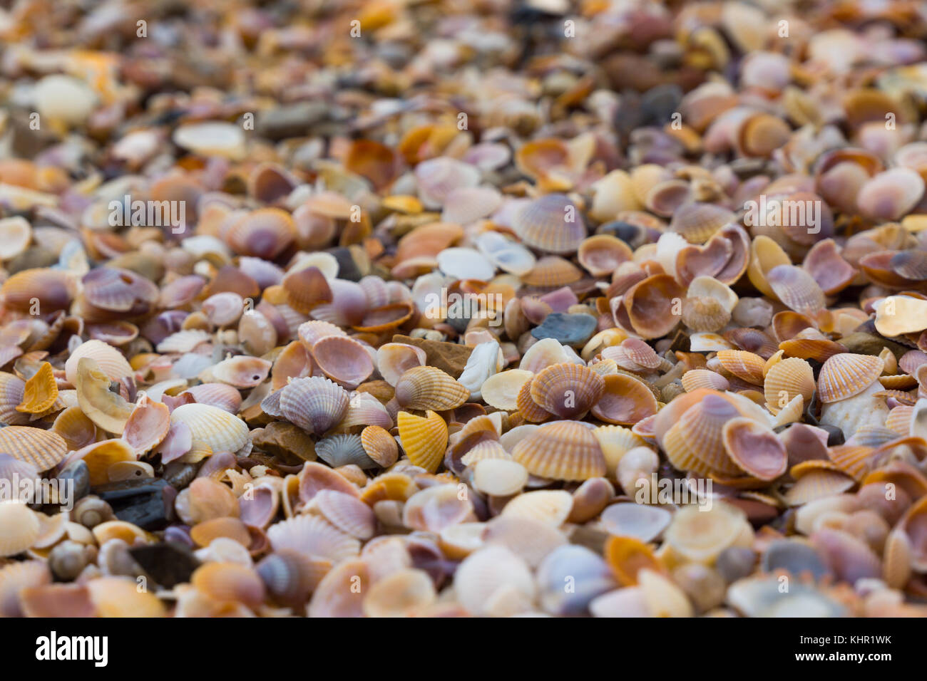 Shells on a beach background Stock Photo - Alamy