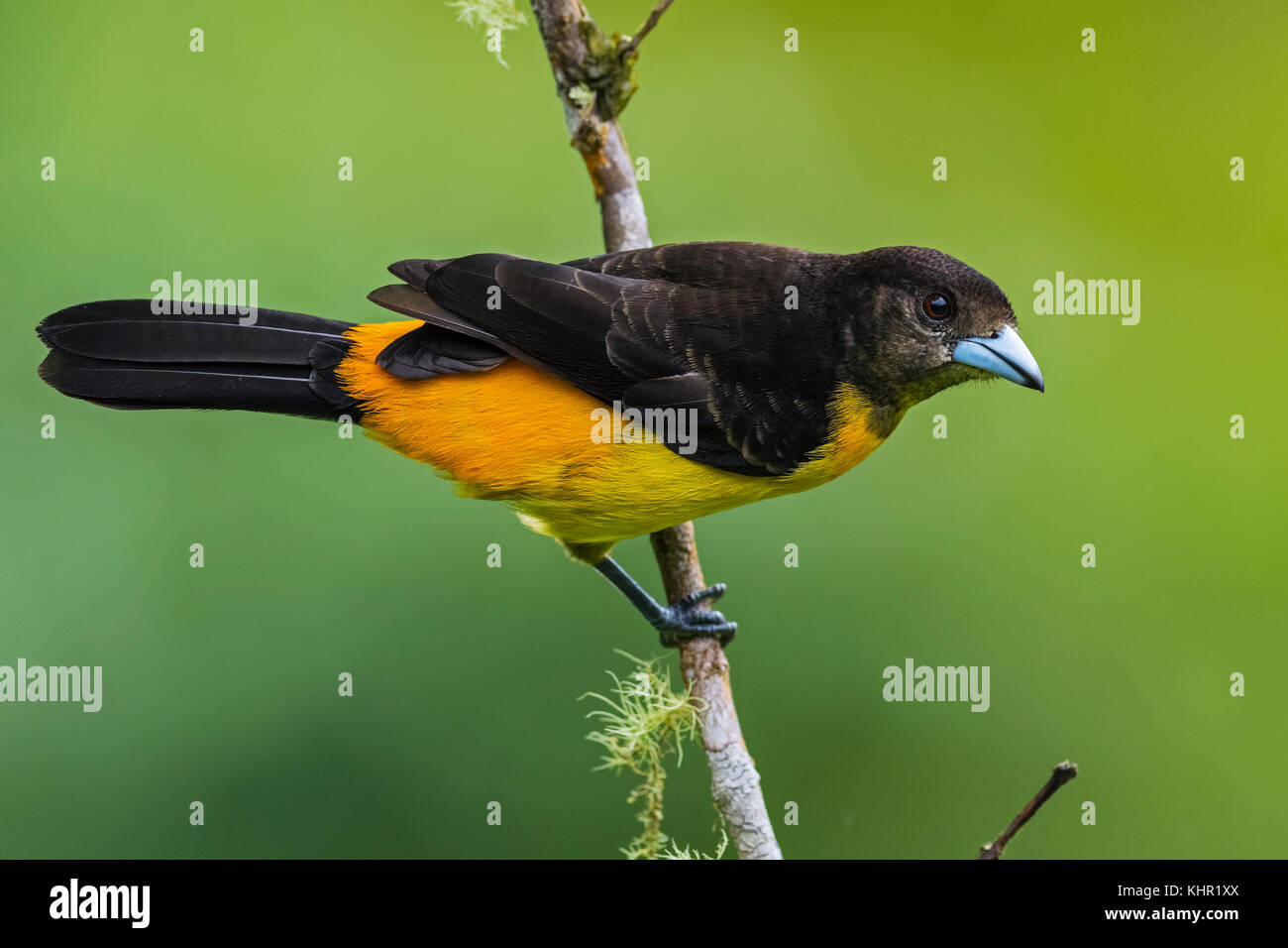 Flame-rumped Tanager (Ramphocelus flammigerus) female, Las Tangaras ...