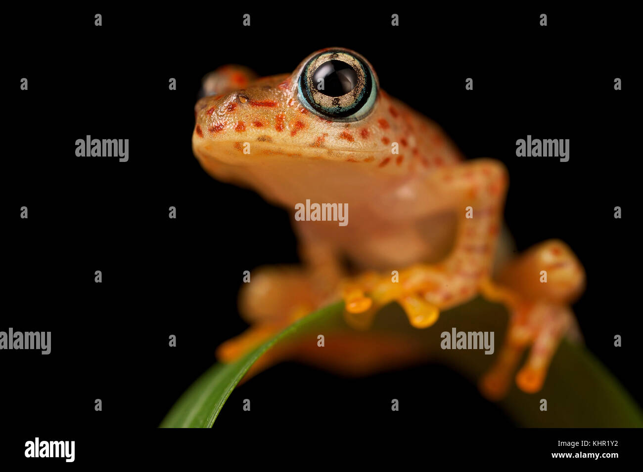 Mantellid Frog (Boophis tasymena), Madagascar Stock Photo - Alamy Mantellid Frog (Boophis tasymena), Madagascar Stock Photo - Alamy