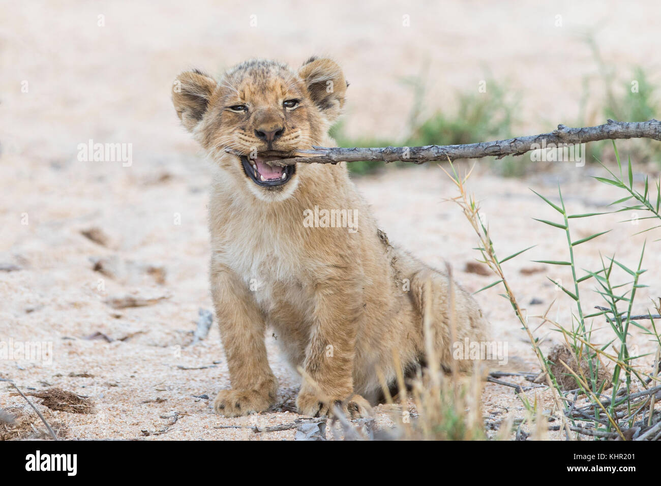 African Lion (Panthera leo) eight week old cub chewing on twig, Sabi ...