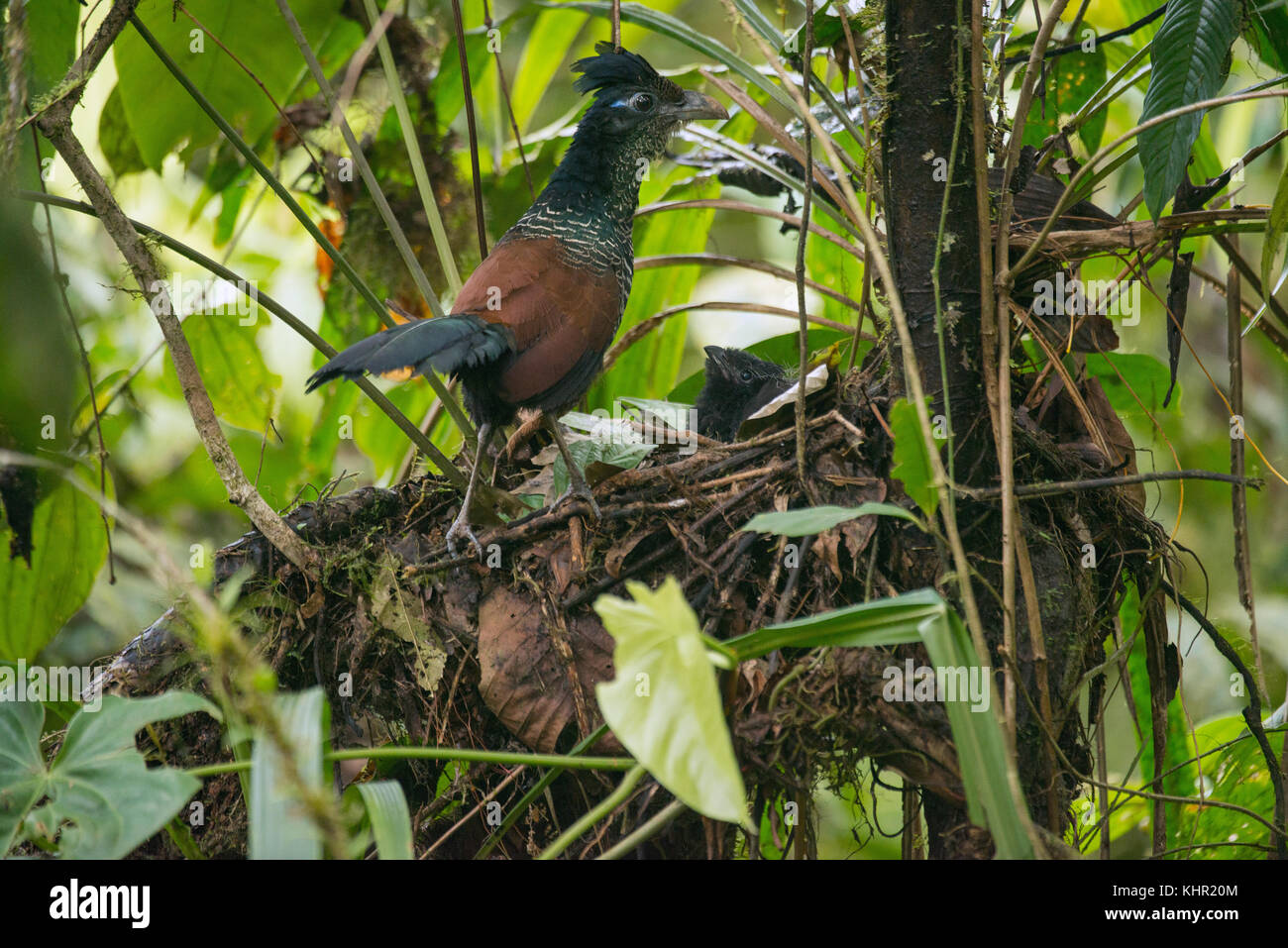 Banded Ground-Cuckoo (Neomorphus radiolosus) parent at nest with chick ...