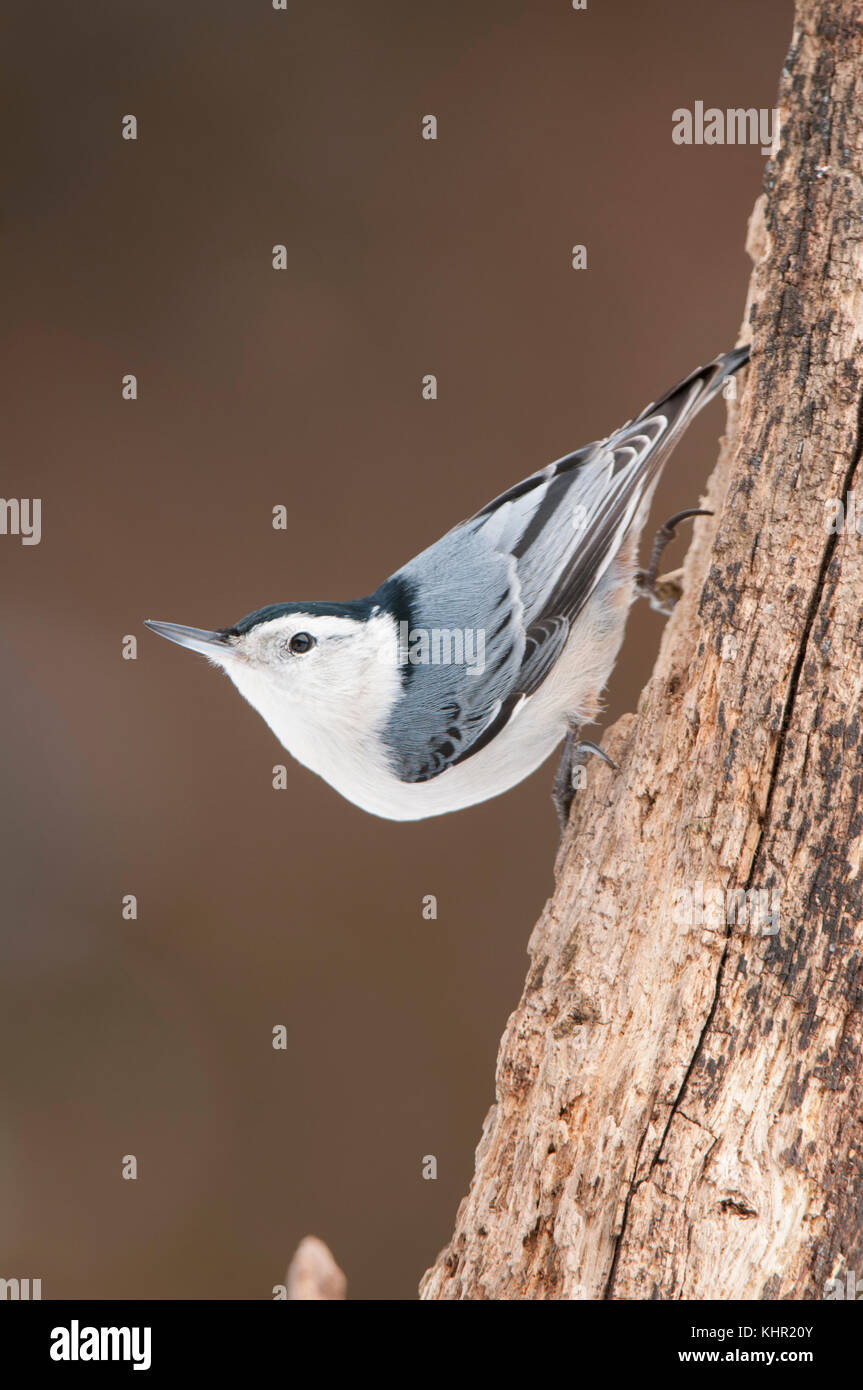 White-breasted Nuthatch (Sitta carolinensis), North America Stock Photo ...