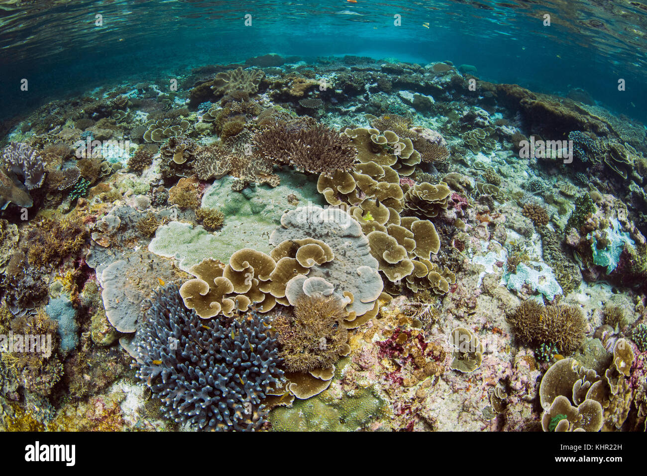 Coral reef, Raja Ampat Islands, Indonesia Stock Photo - Alamy
