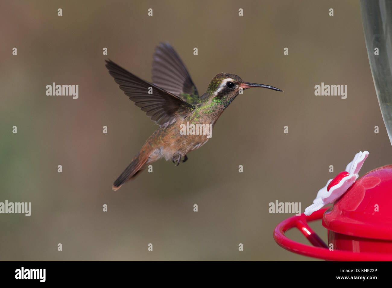 Xantus's Hummingbird (Hylocharis xantusii) female at feeder, Baja ...