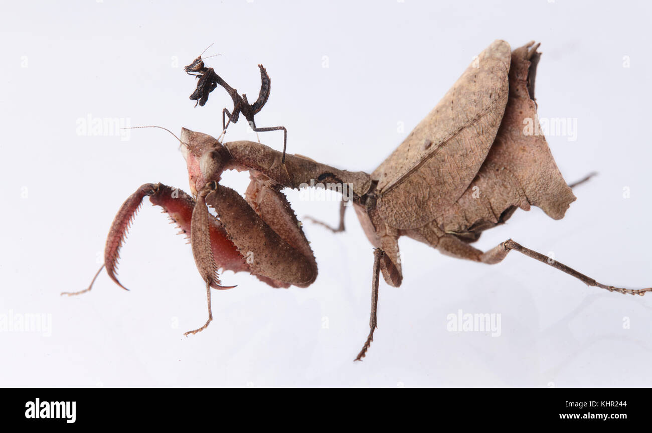 Mantid (Acanthops sp) and juvenile, Ecuador Stock Photo - Alamy