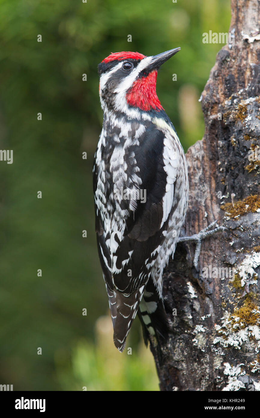 Red-naped Sapsucker (Sphyrapicus nuchalis) male, Troy, Montana Stock ...