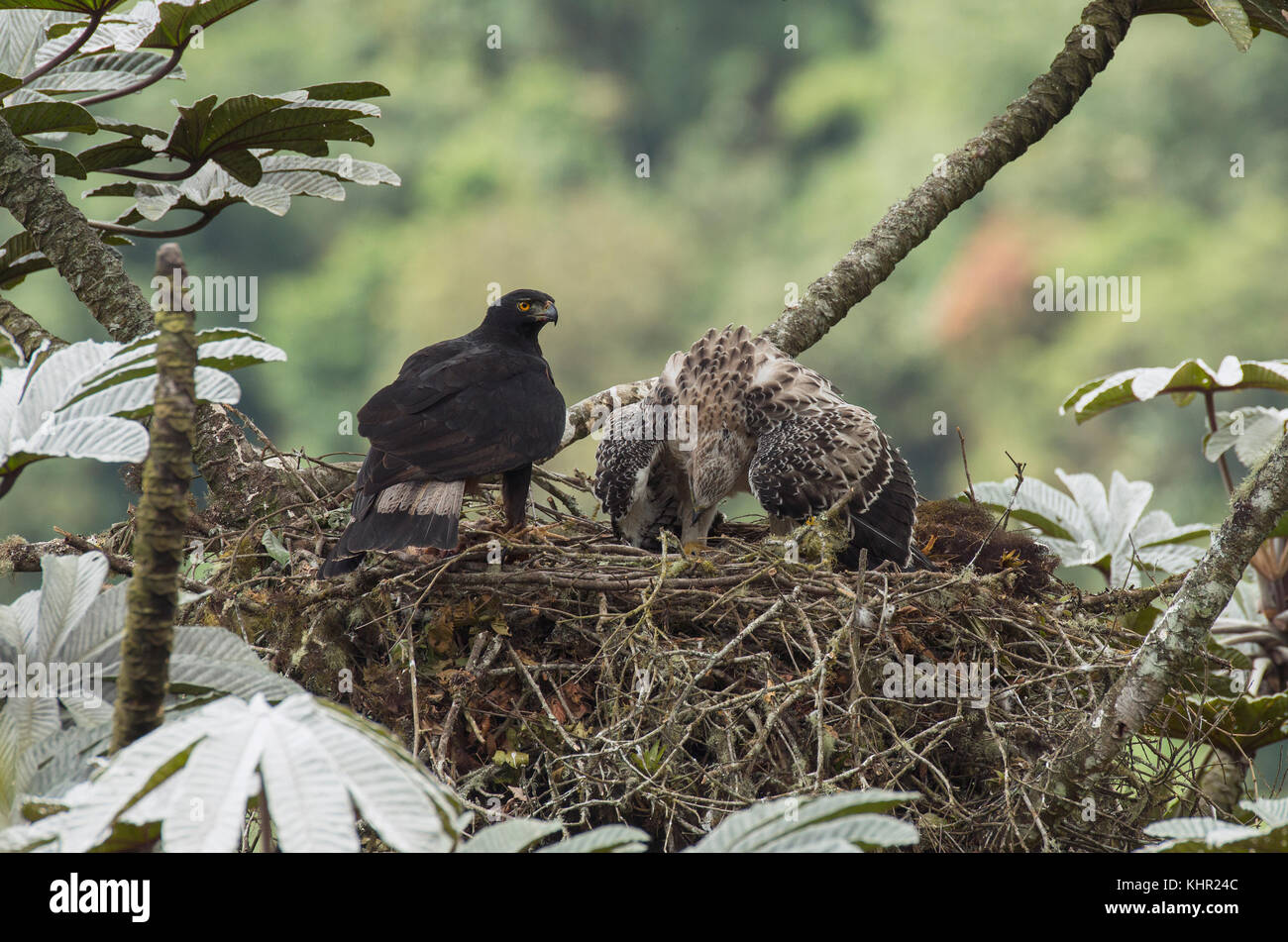 Black And Chestnut Eagle