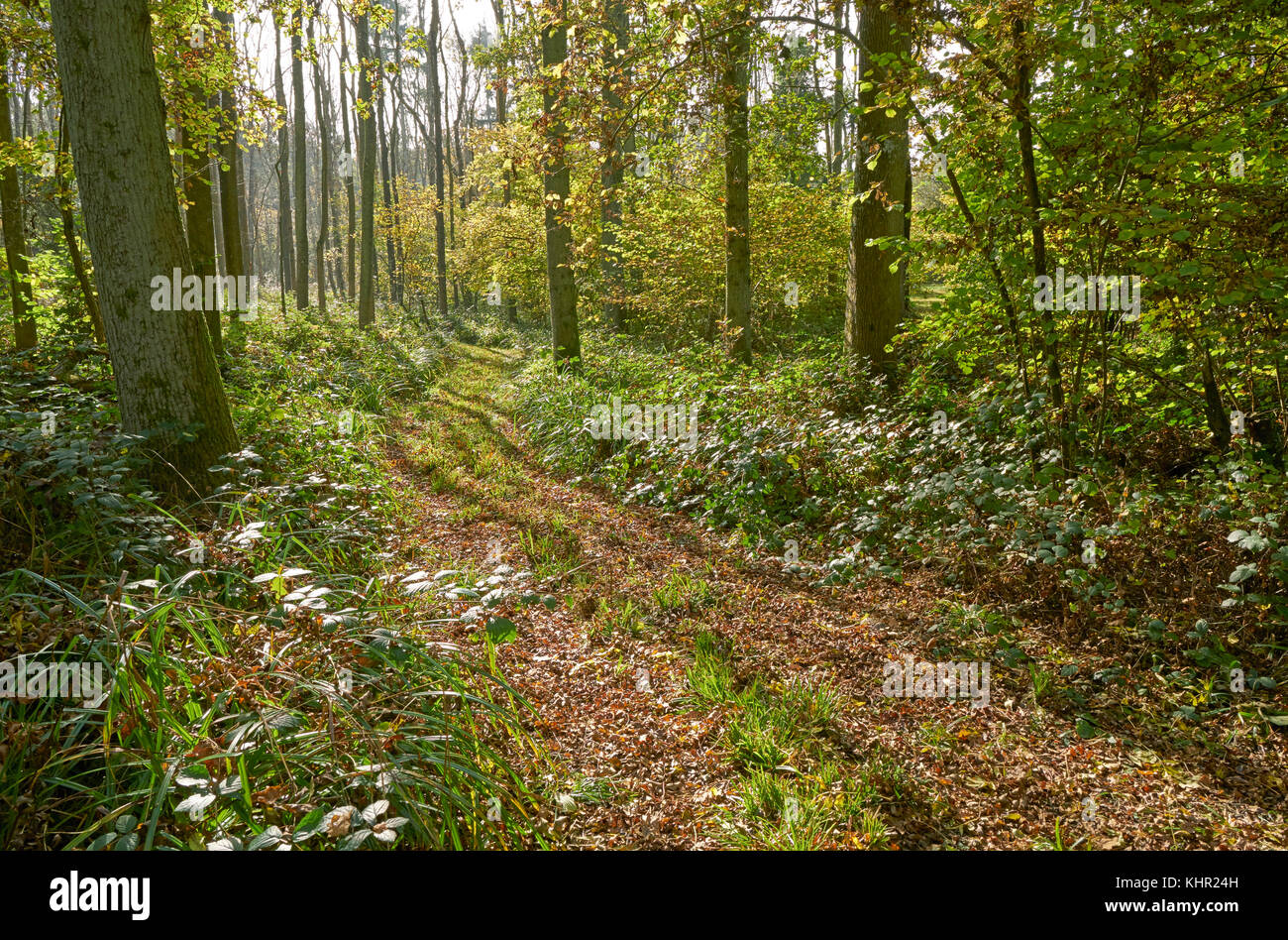 Path through forest, Sussex, England Stock Photo - Alamy