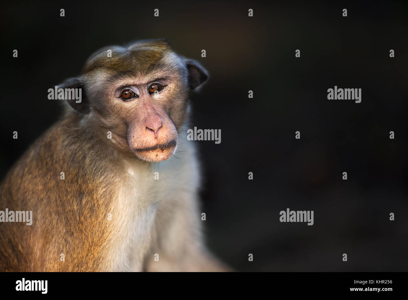 Toque Macaque (Macaca sinica) alpha male, Polonnaruwa, Sri Lanka Stock ...