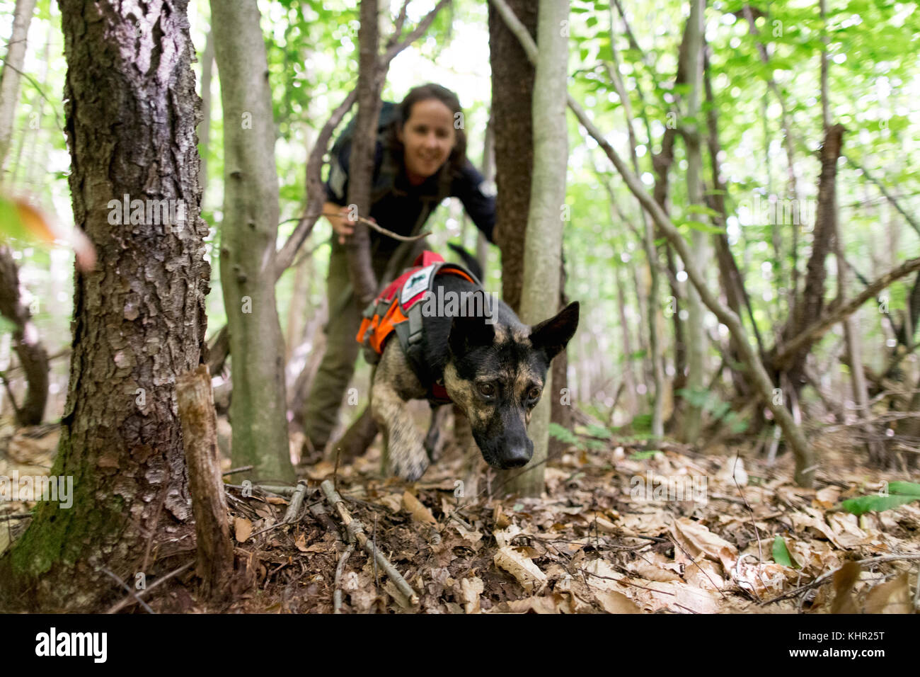 Domestic Dog (Canis familiaris) named Skye, a scent detection dog with ...