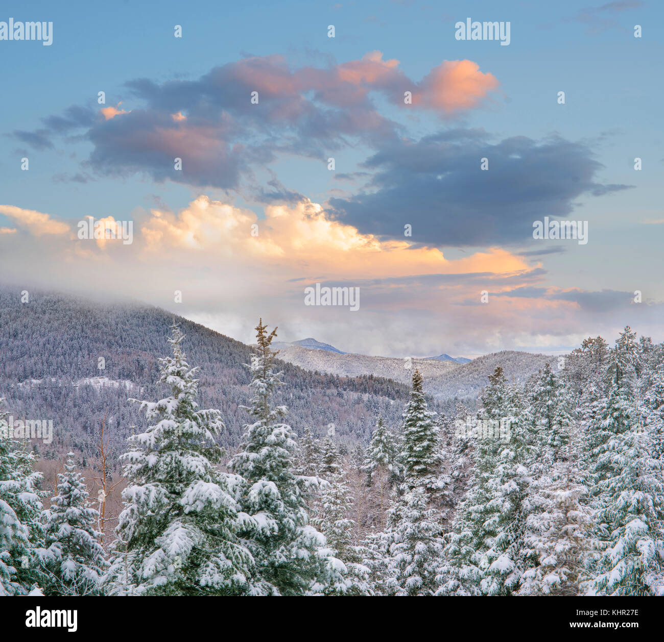 Coniferous forest in winter, Aspen Vista, Santa Fe National Forest, New ...