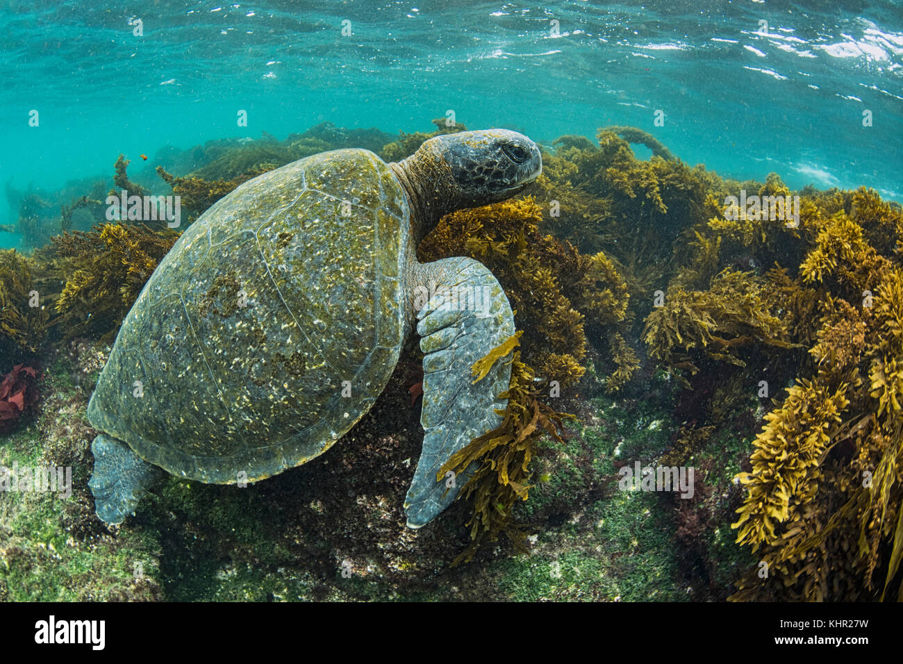 Pacific Green Sea Turtle (Chelonia mydas agassizi), Punta Moreno ...