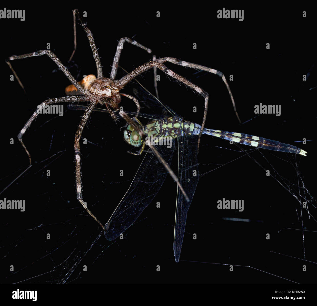 Fishing Spider (Pisauridae) with dragonfly prey, Udzungwa Mountains ...