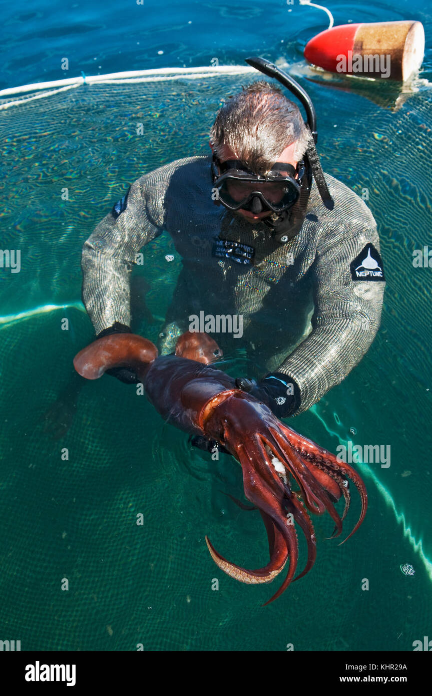 Humboldt Squid (Dosidicus gigas) young held by squid researcher Scott ...