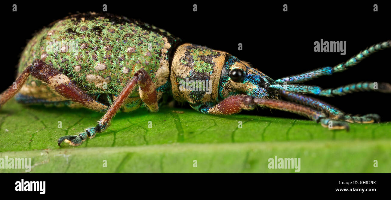 True Weevil (Curculionidae) with iridescent scales, Amani Nature ...