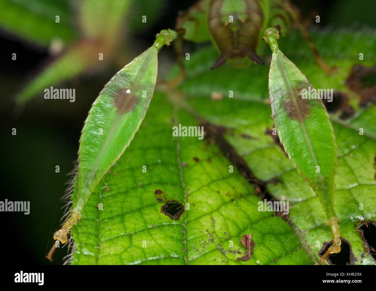 Katydid (Eulophophyllum sp), newly described species, juvenile rear ...