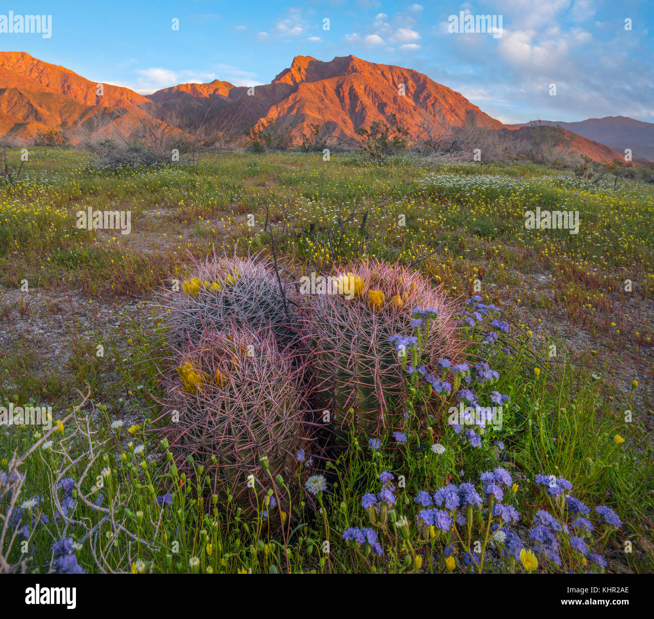 Desert Bluebell (Phacelia campanularia) flowers in spring bloom with ...
