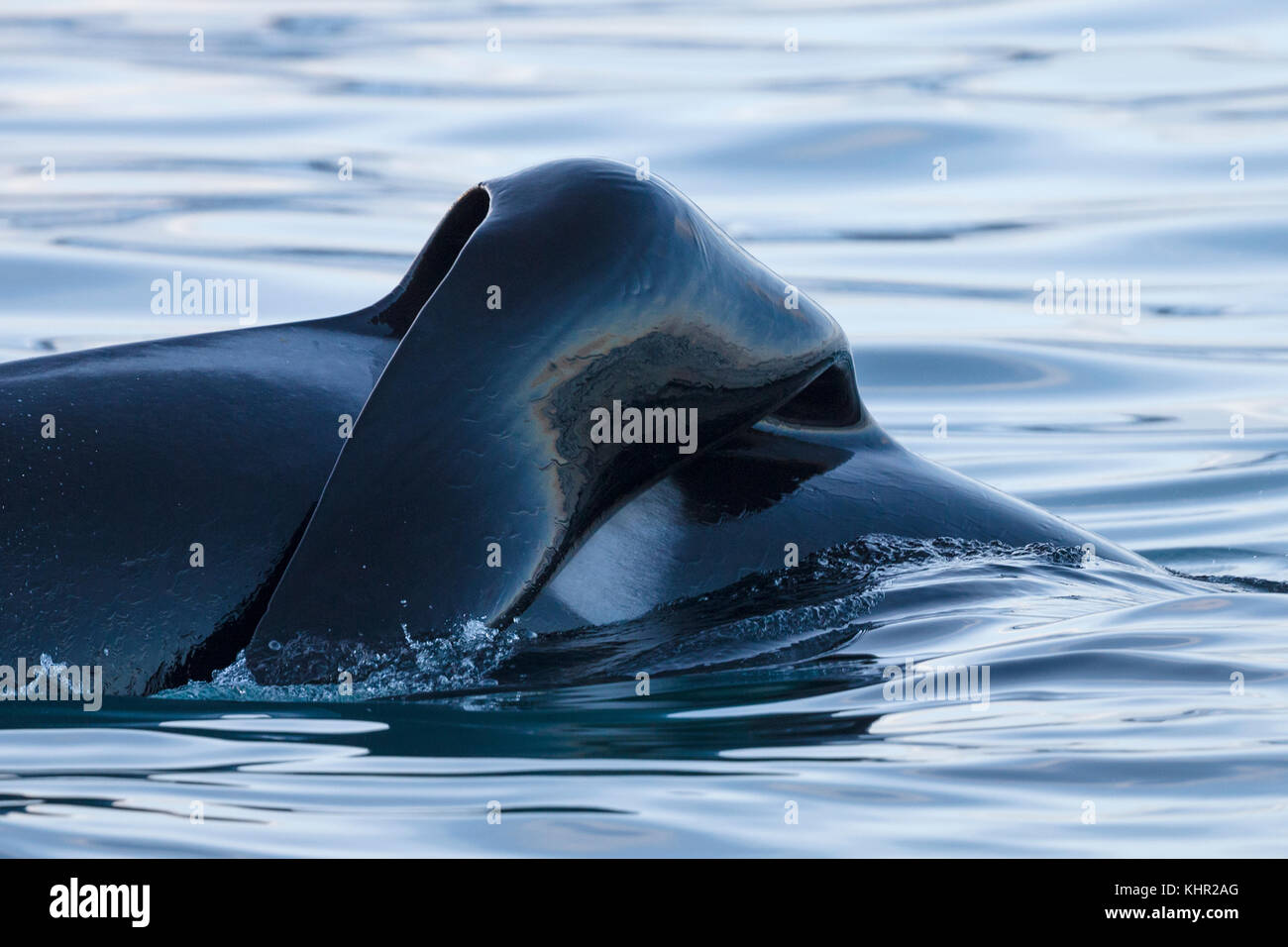 Orca (Orcinus orca), type one, with flaccid or collapsed dorsal fin ...
