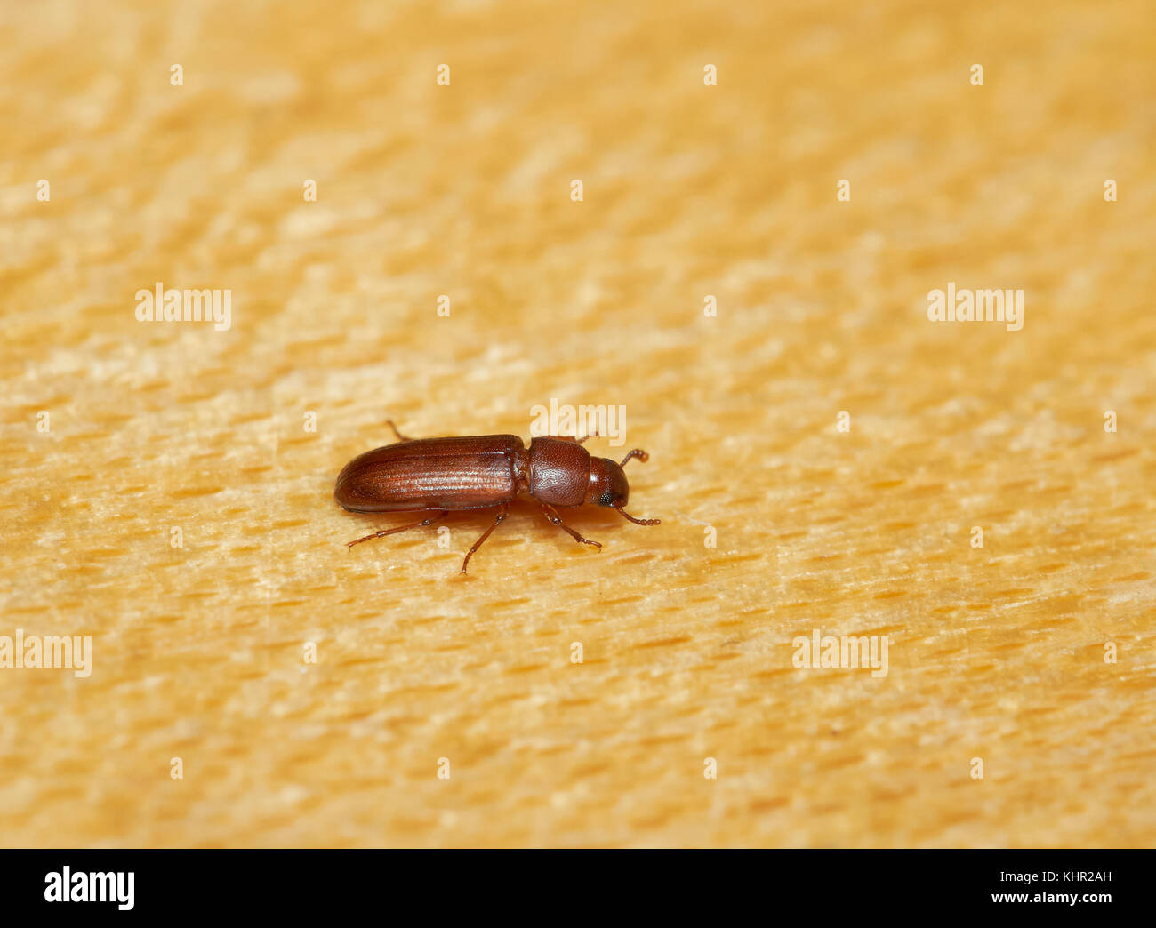 Brown Powderpost Beetle (Lyctus brunneus), Sussex, England Stock Photo ...