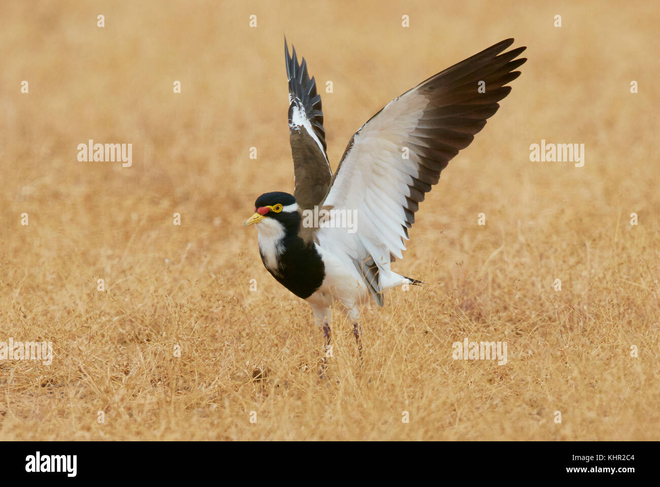 Banded Lapwing (Vanellus tricolor) stretching wings, Diamantina ...