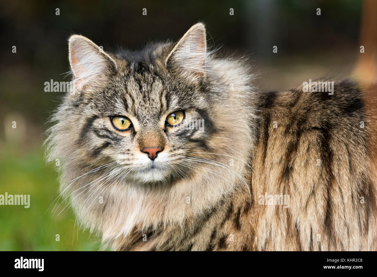 Domestic Cat (Felis catus), Bavaria, Germany Stock Photo - Alamy