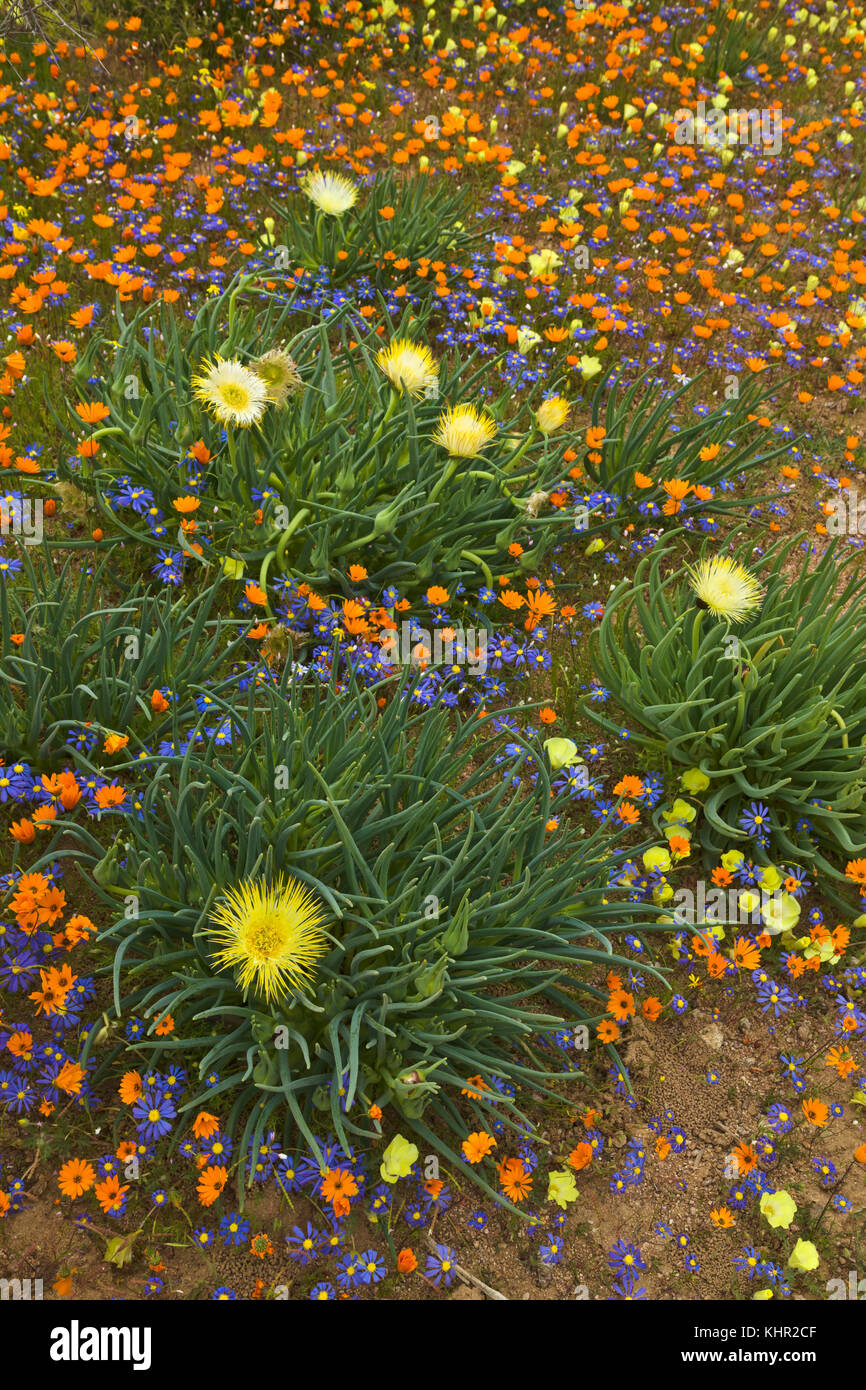 Glandular Cape Marigold (Dimorphotheca sinuata) and Narrow-leaved ...