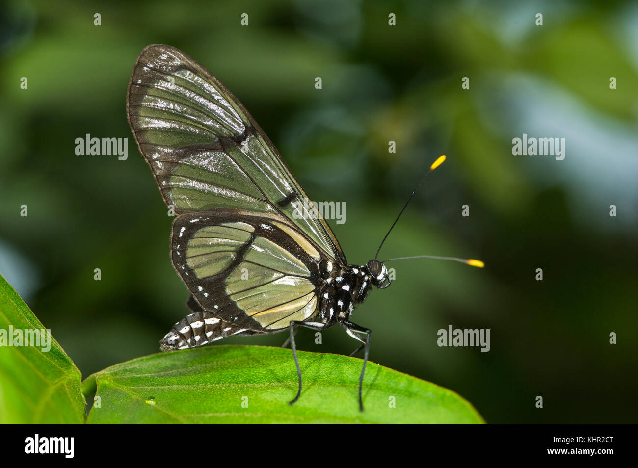 Nymphalid Butterfly (Methona grandior), Mindo Cloud Forest, Ecuador ...