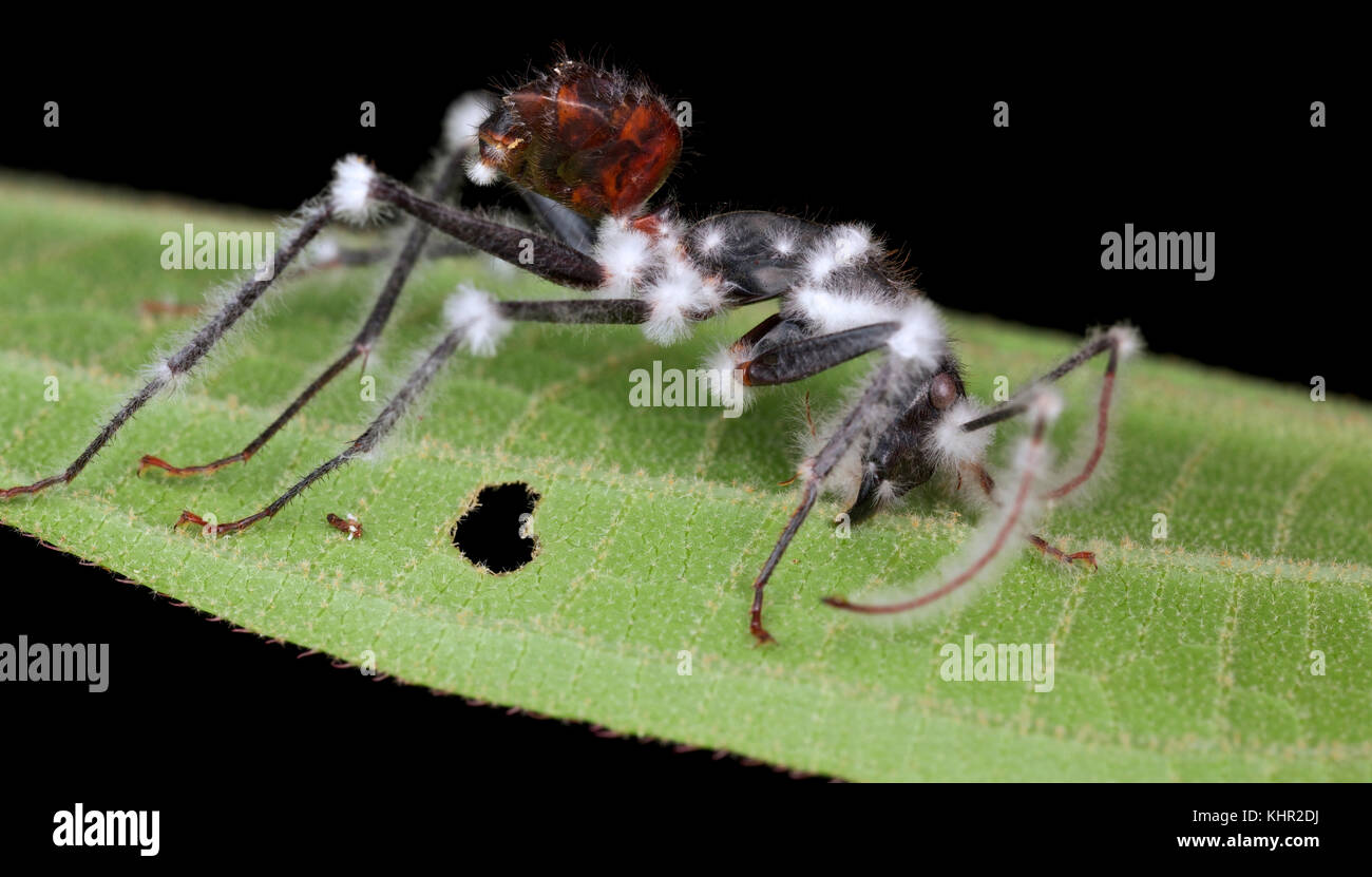 Giant Forest Ant (Camponotus gigas) infected with Sac Fungus (Cordyceps ...