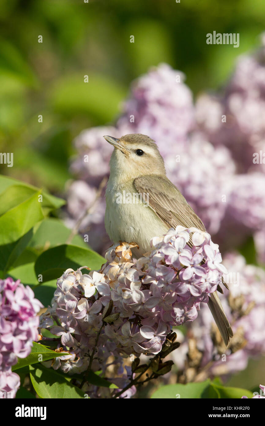 Eastern Warbling-Vireo (Vireo gilvus) male in Lilac (Syringa sp) bush ...