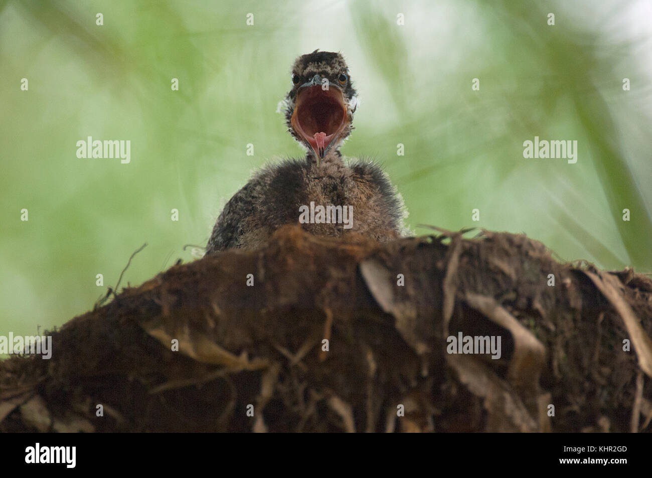 Sunbittern (Eurypyga helias) chick in defensive display in nest ...