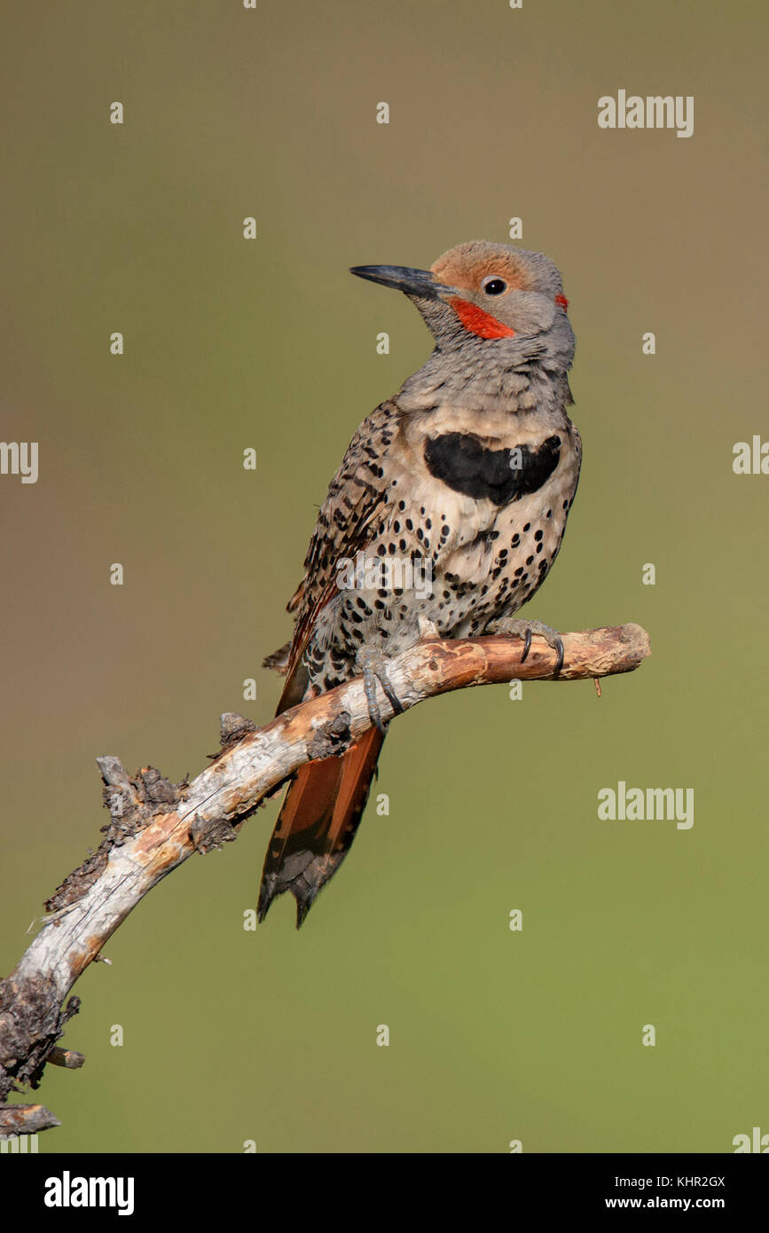 Northern Flicker (Colaptes auratus) male, British Columbia, Canada ...